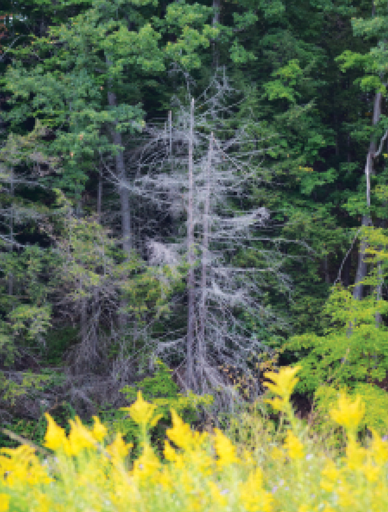 The Forest for the Trees – Cornell Alumni Magazine