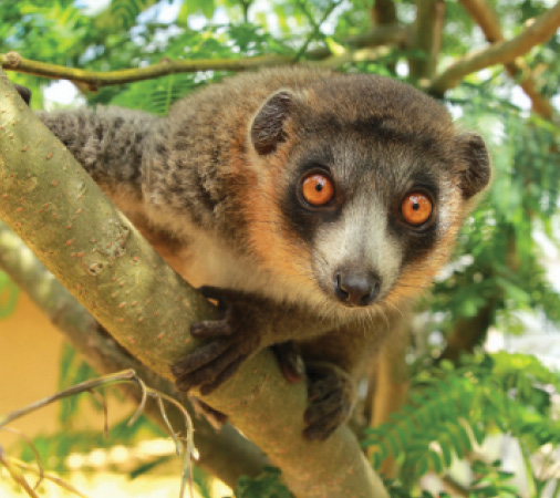 For the Love of Lemurs – Cornell Alumni Magazine